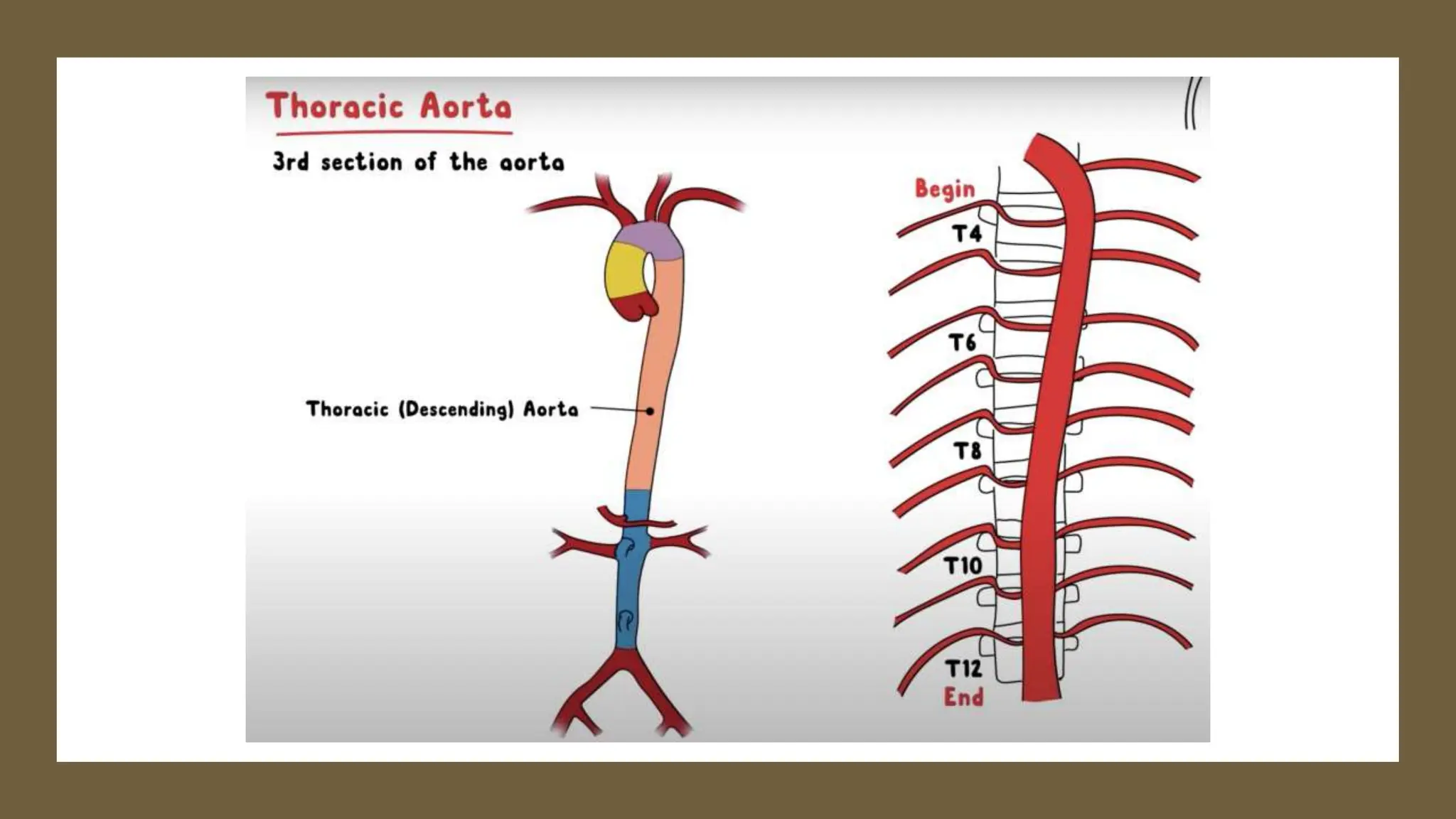 Anatomy and Anomalies of Aorta .pptx