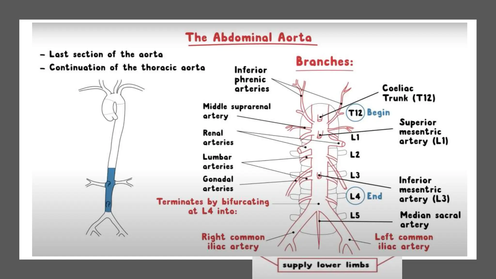 Anatomy and Anomalies of Aorta .pptx