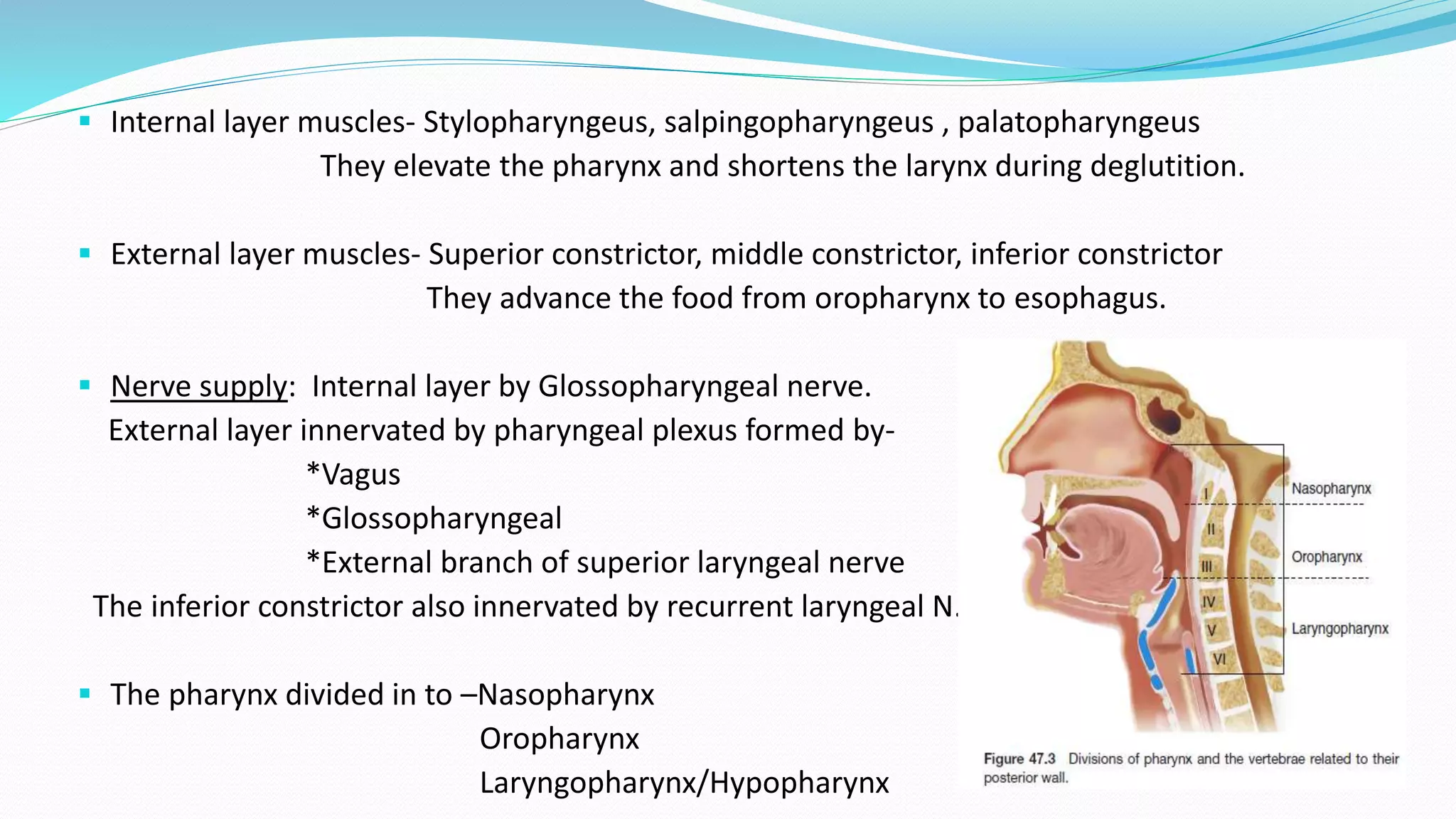 Anatomy and assessment of Airway | PPTX
