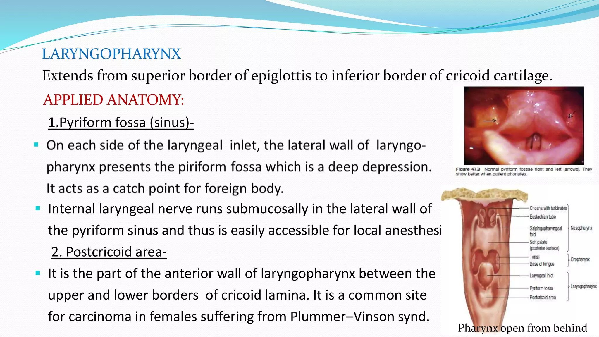 Anatomy and assessment of Airway | PPTX