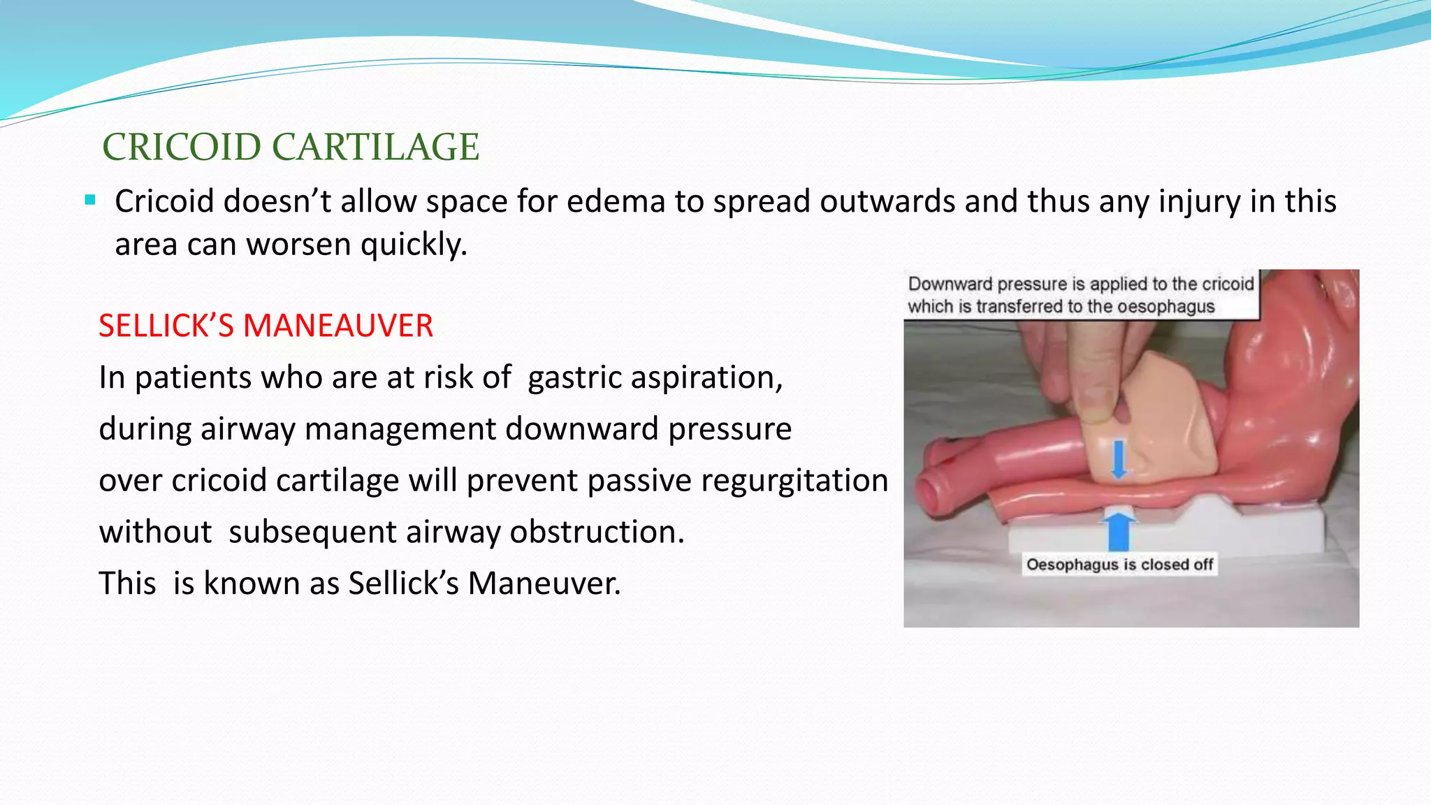 Anatomy and assessment of Airway | PPTX