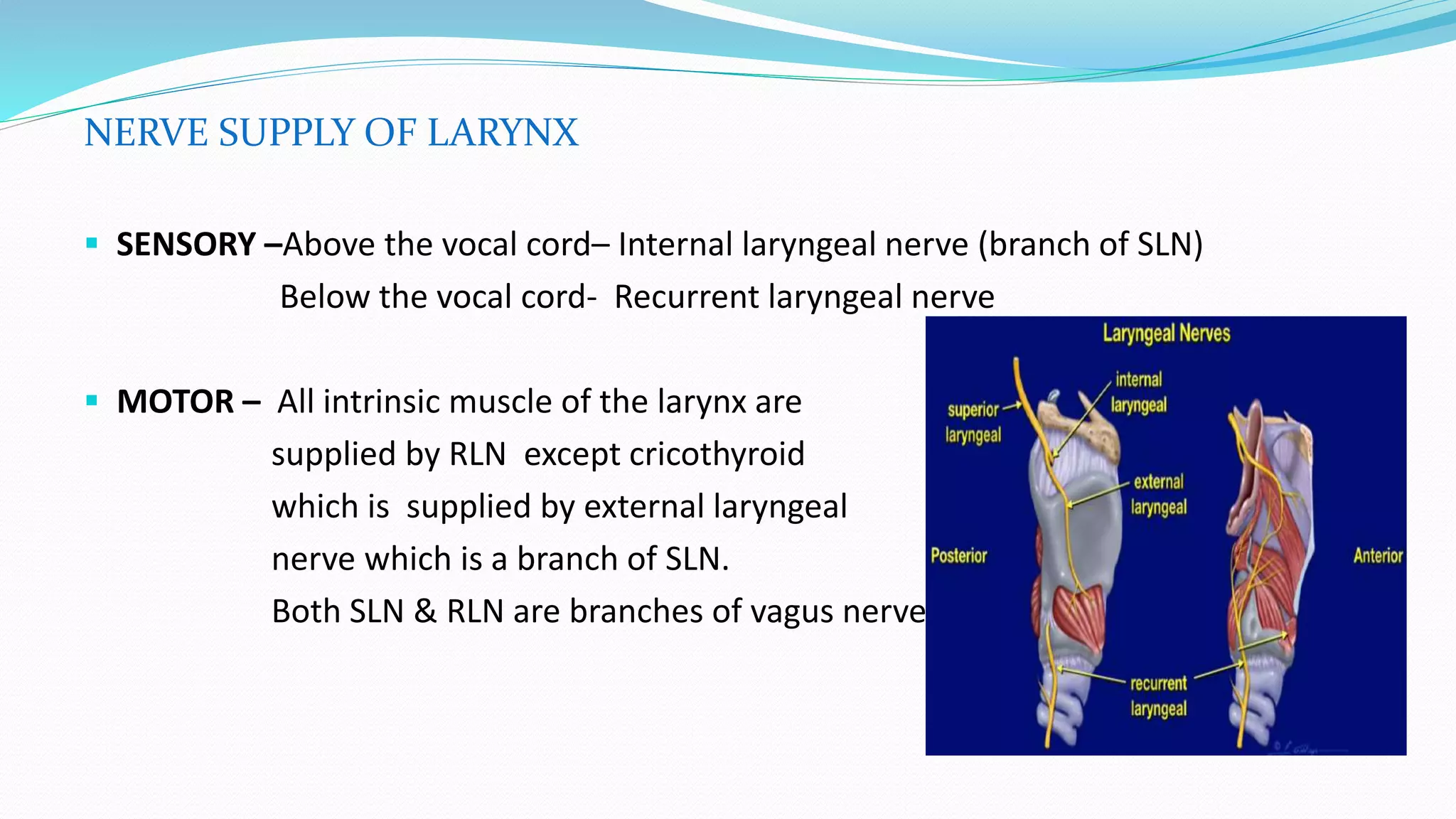 Anatomy and assessment of Airway | PPTX