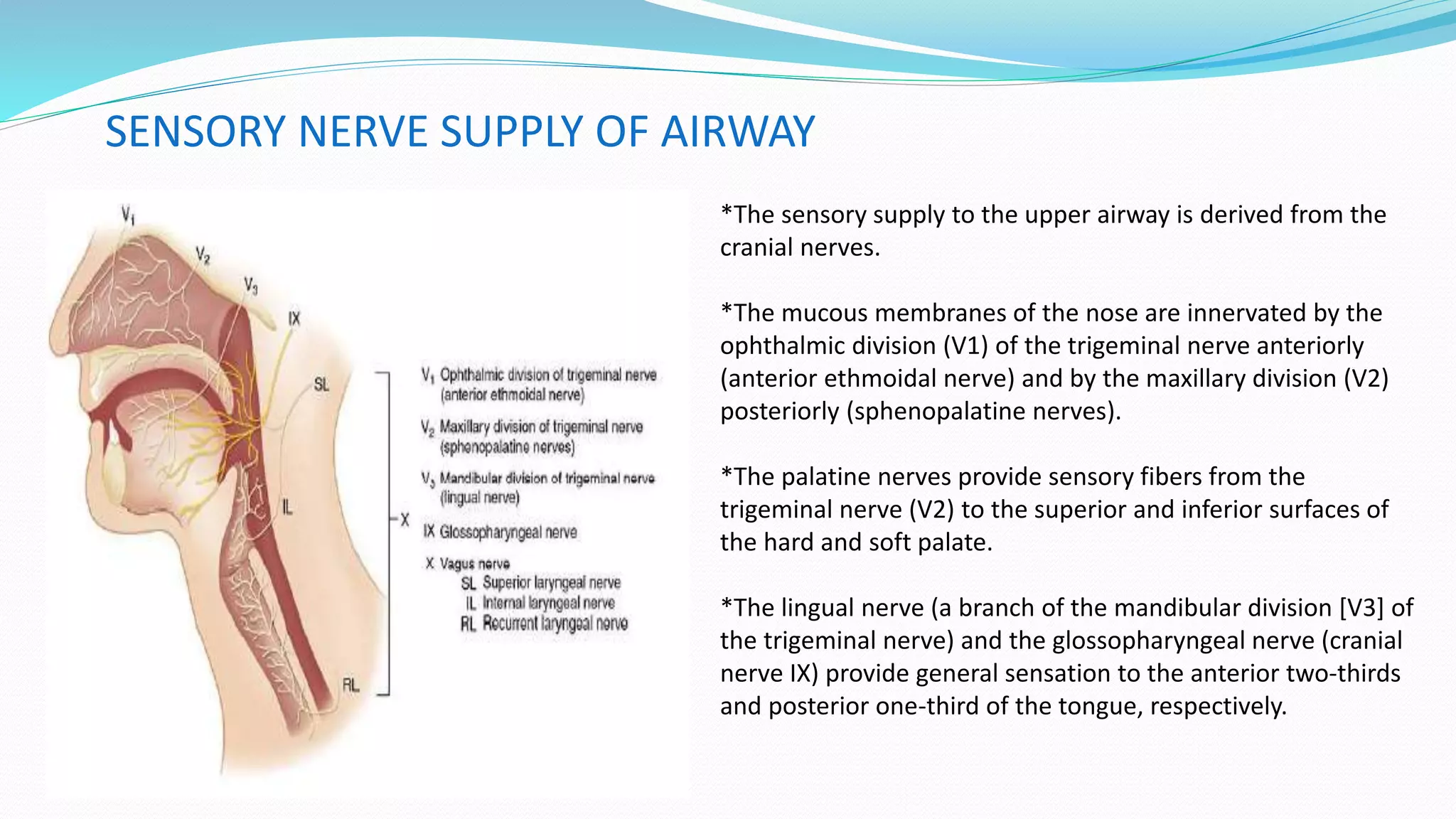 Anatomy and assessment of Airway | PPTX
