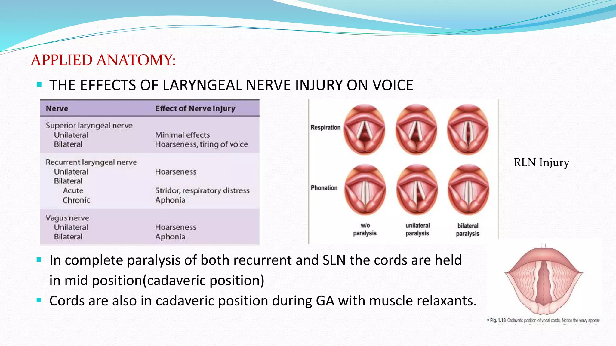 Anatomy and assessment of Airway | PPTX