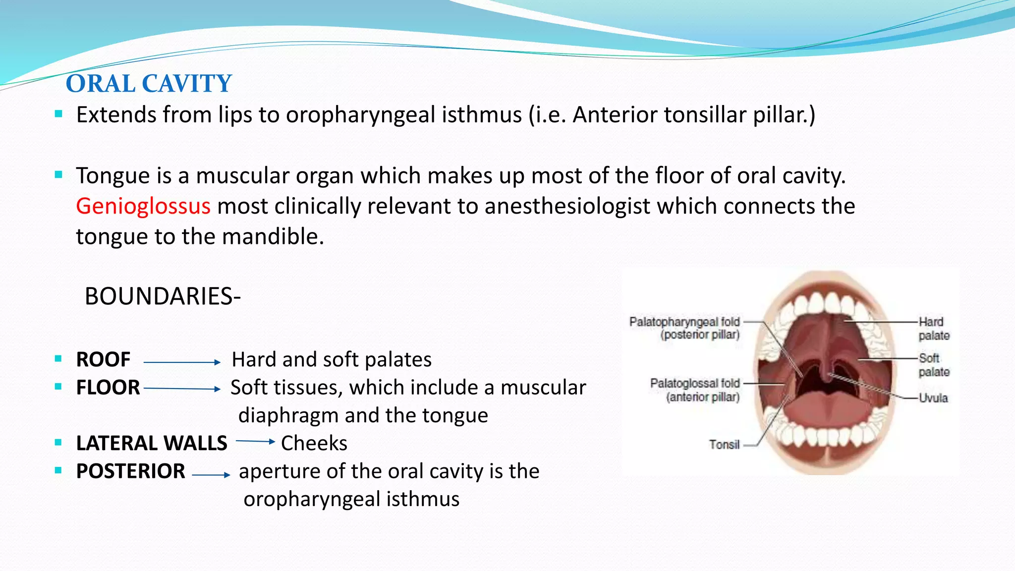 Anatomy and assessment of Airway | PPTX