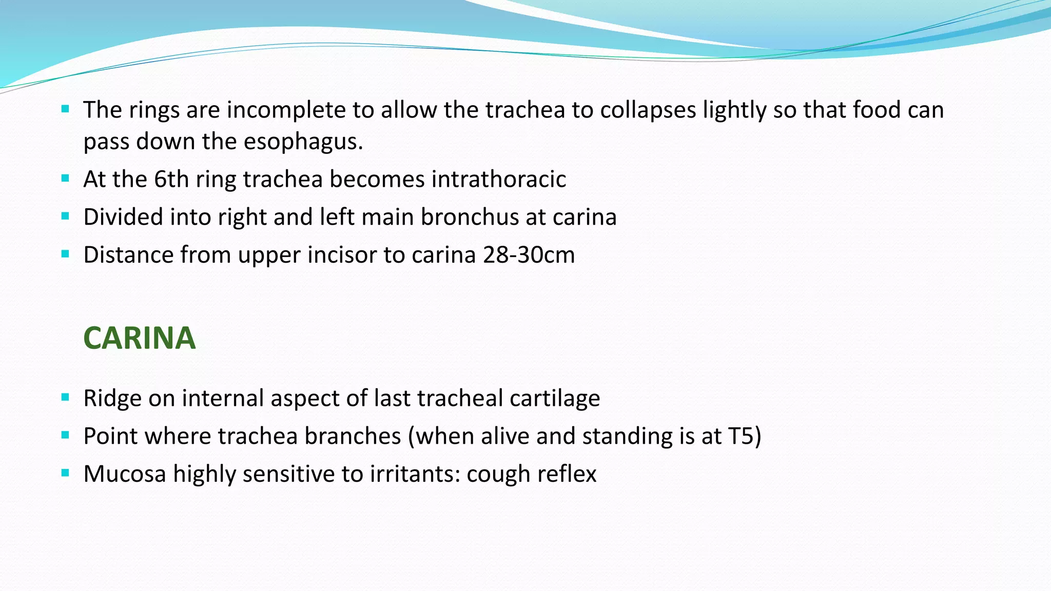 Anatomy and assessment of Airway | PPTX
