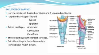 Anatomy and assessment of Airway | PPTX
