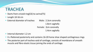 Anatomy and assessment of Airway | PPTX