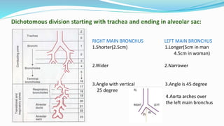 Anatomy and assessment of Airway | PPTX