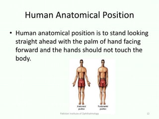 Anatomy and basics | PPT
