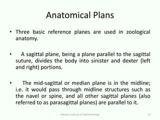 Anatomy and basics | PPTX