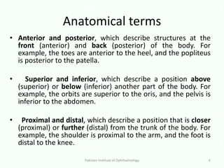 Anatomy and basics | PPT
