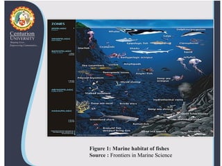 Marine habitats.Anatomy and biology of fish and shellfish.pptx