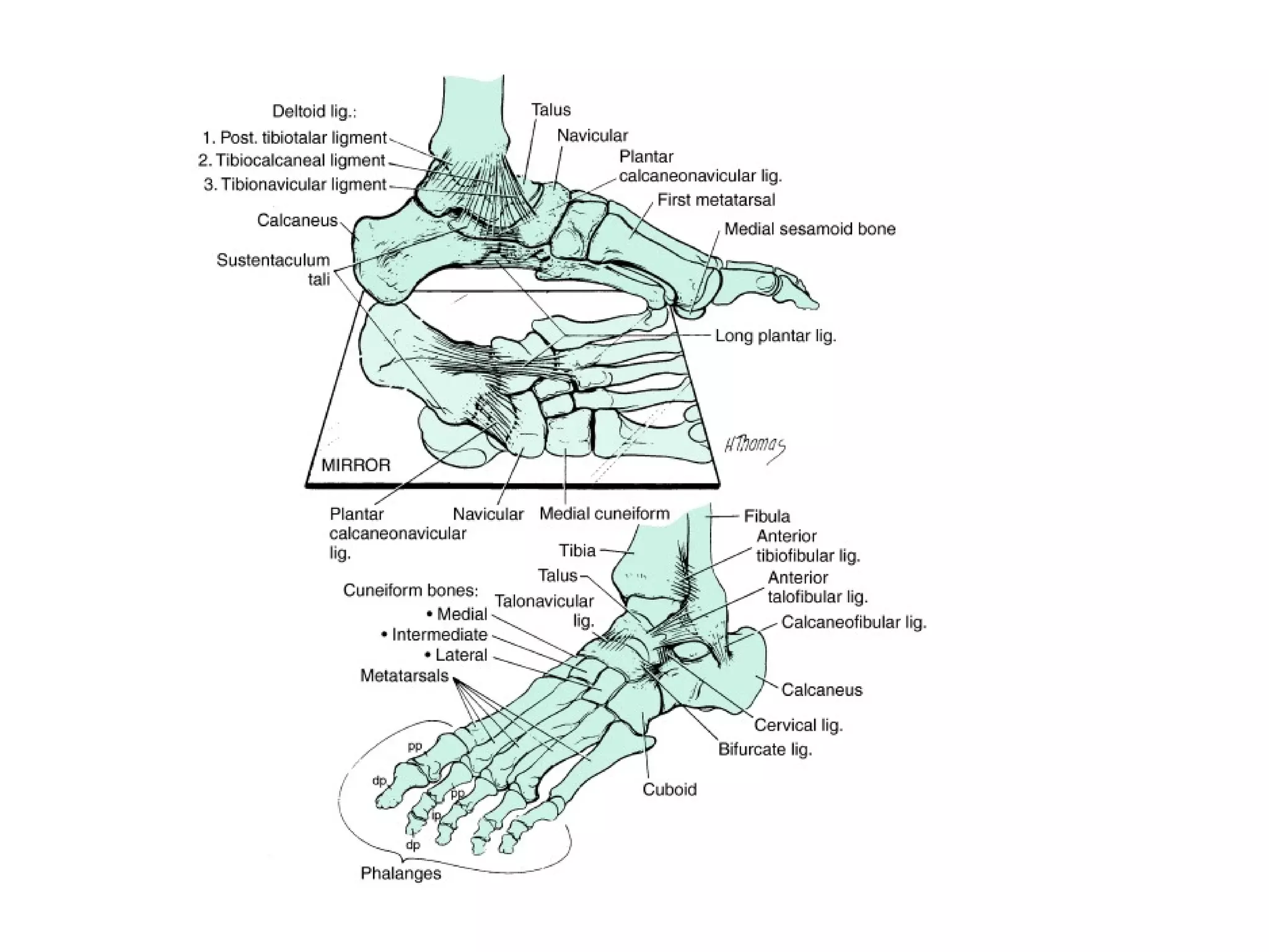 Anatomy and biomechanics of the foot and ankle - Derek Park | PPT