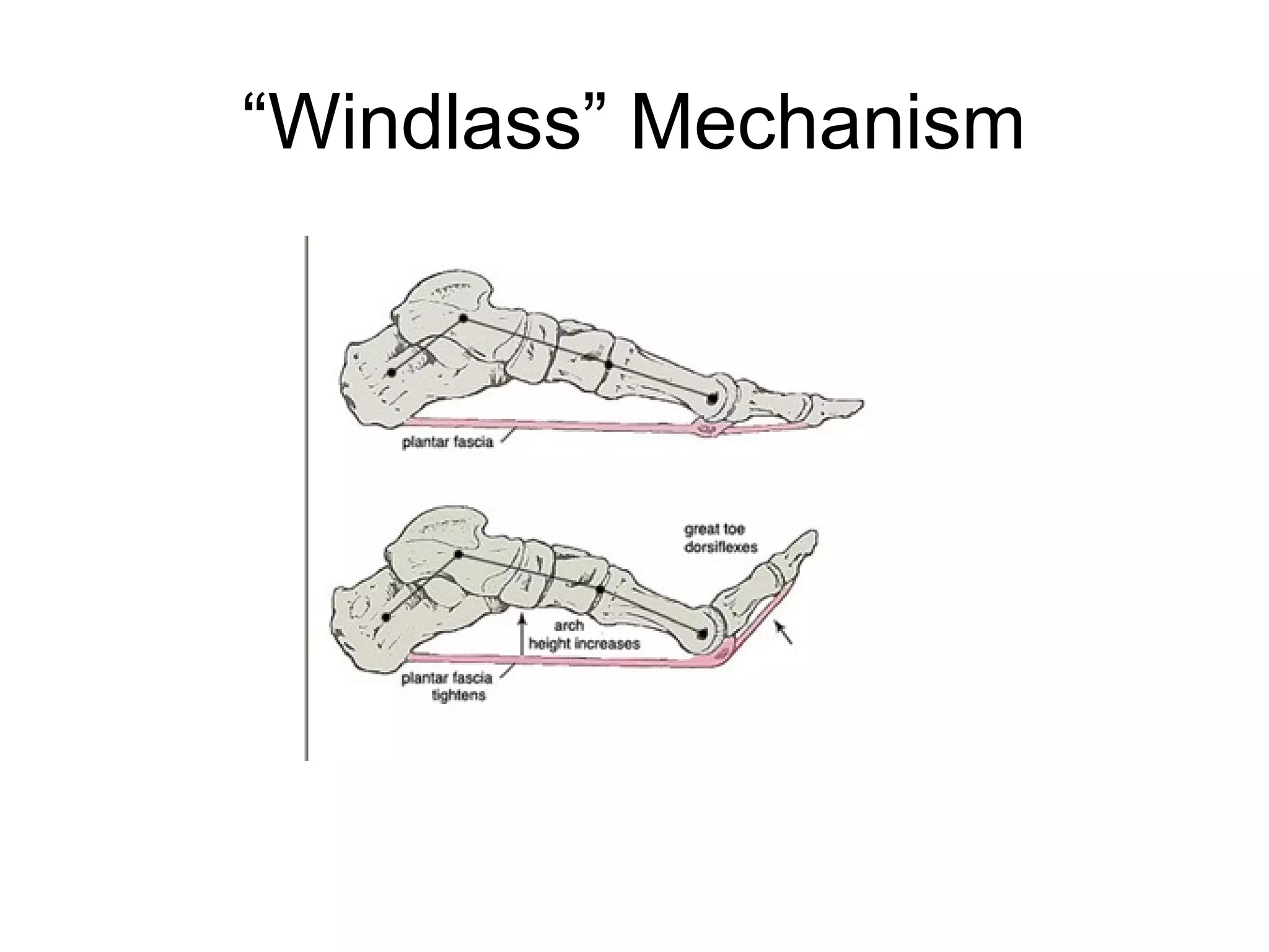 Anatomy and biomechanics of the foot and ankle - Derek Park | PPT