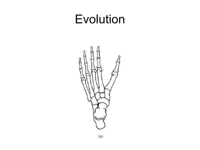 Anatomy and biomechanics of the foot and ankle - Derek Park | PPT