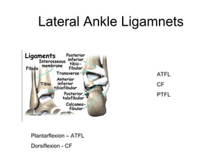 Anatomy and biomechanics of the foot and ankle - Derek Park | PPT