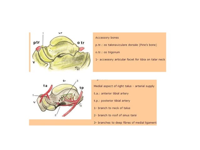 Anatomy and biomechanics of the foot and ankle - Derek Park | PPT