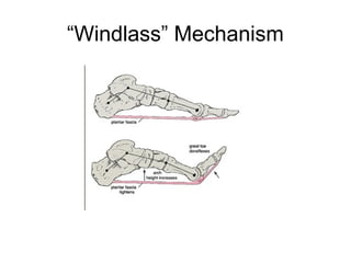 Anatomy and biomechanics of the foot and ankle - Derek Park | PPT