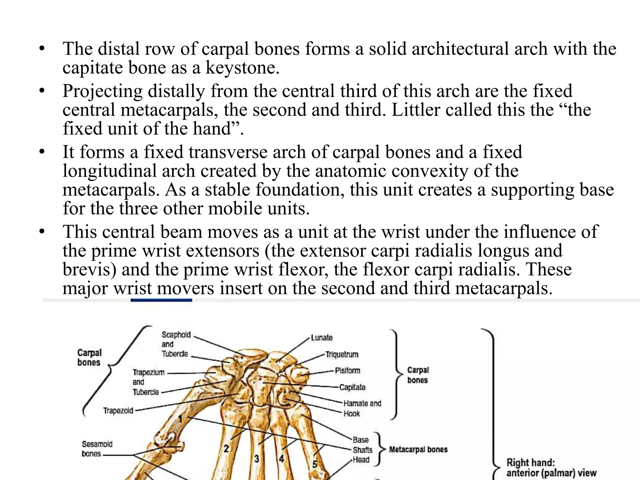 Anatomy and biomechanics of hand | PPTX