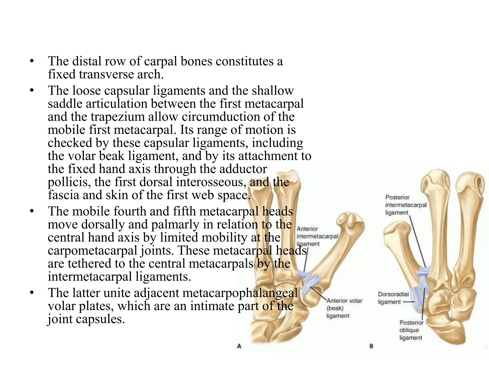 Anatomy and biomechanics of hand | PPTX
