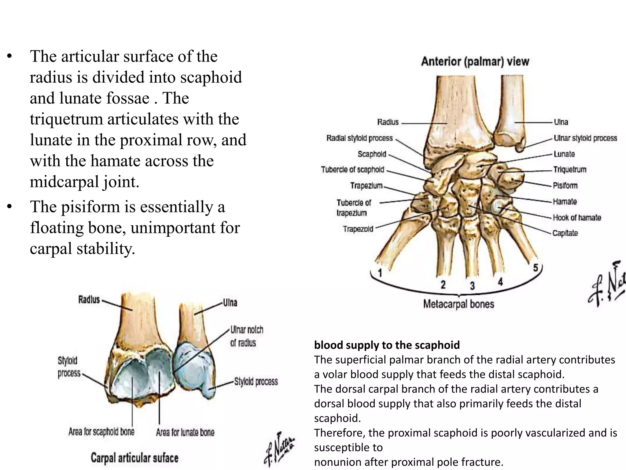 Anatomy and biomechanics of hand | PPTX