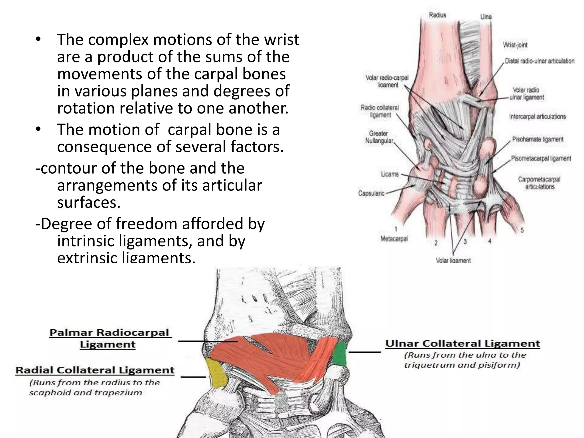 Anatomy and biomechanics of hand | PPTX