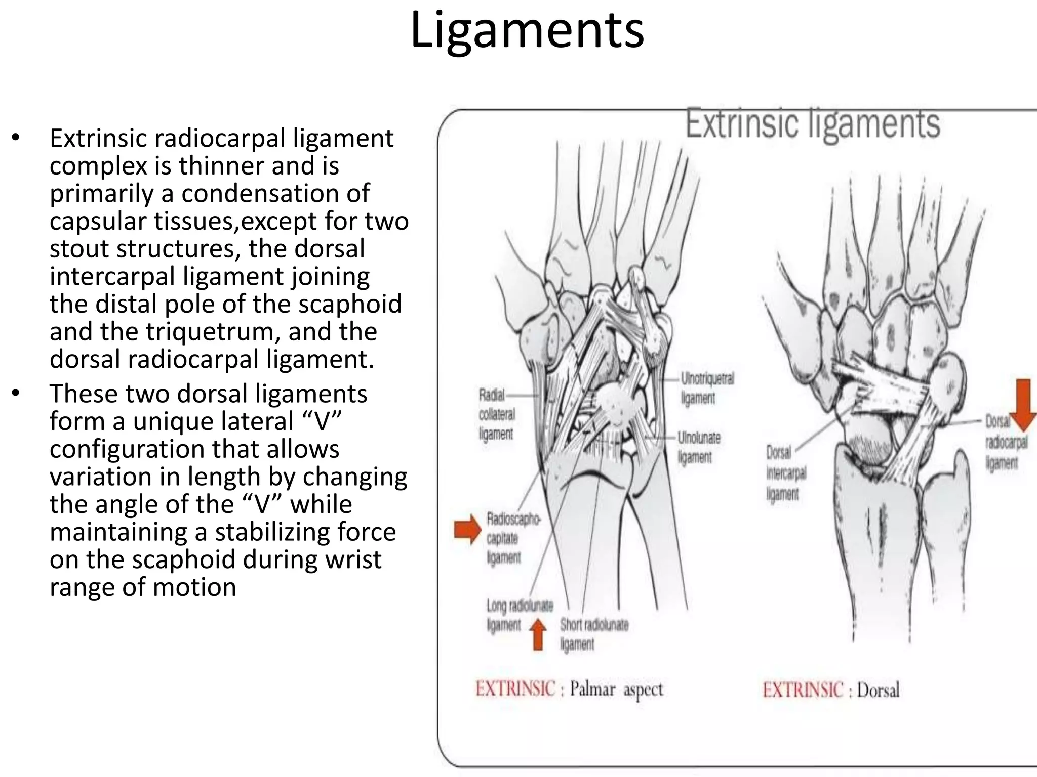 Anatomy and biomechanics of hand | PPTX