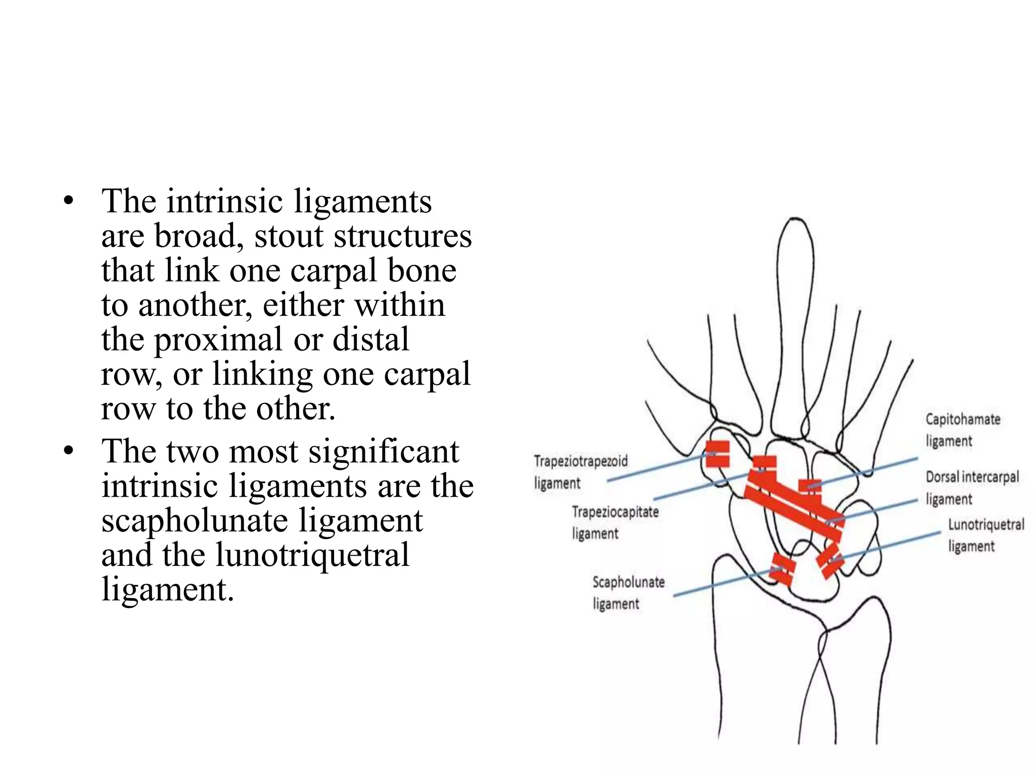 Anatomy and biomechanics of hand | PPTX
