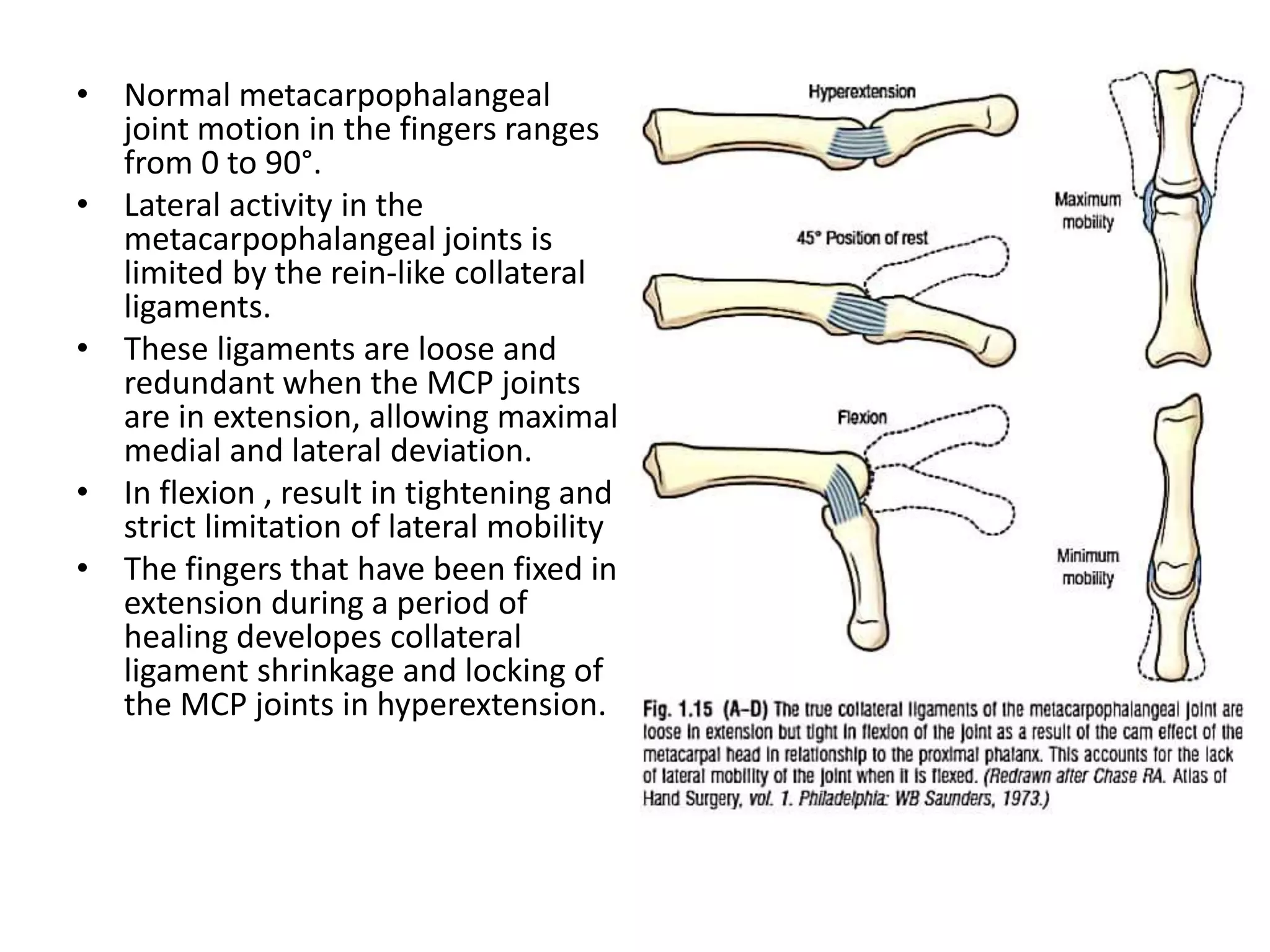 Anatomy and biomechanics of hand | PPTX