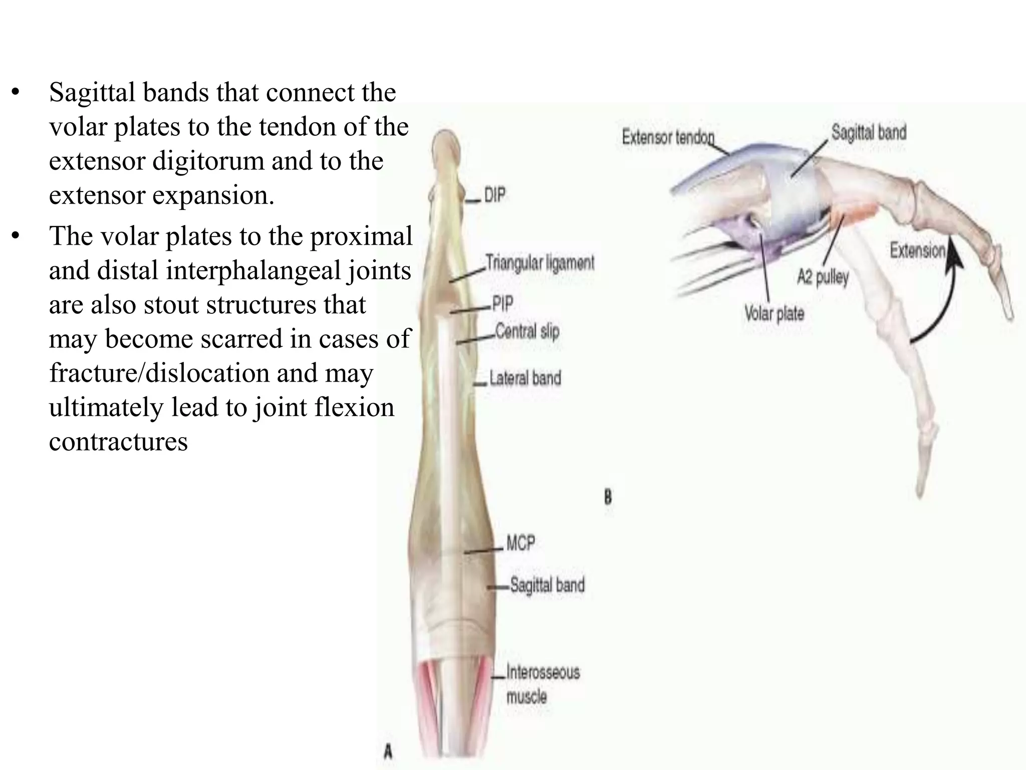 Anatomy and biomechanics of hand | PPTX