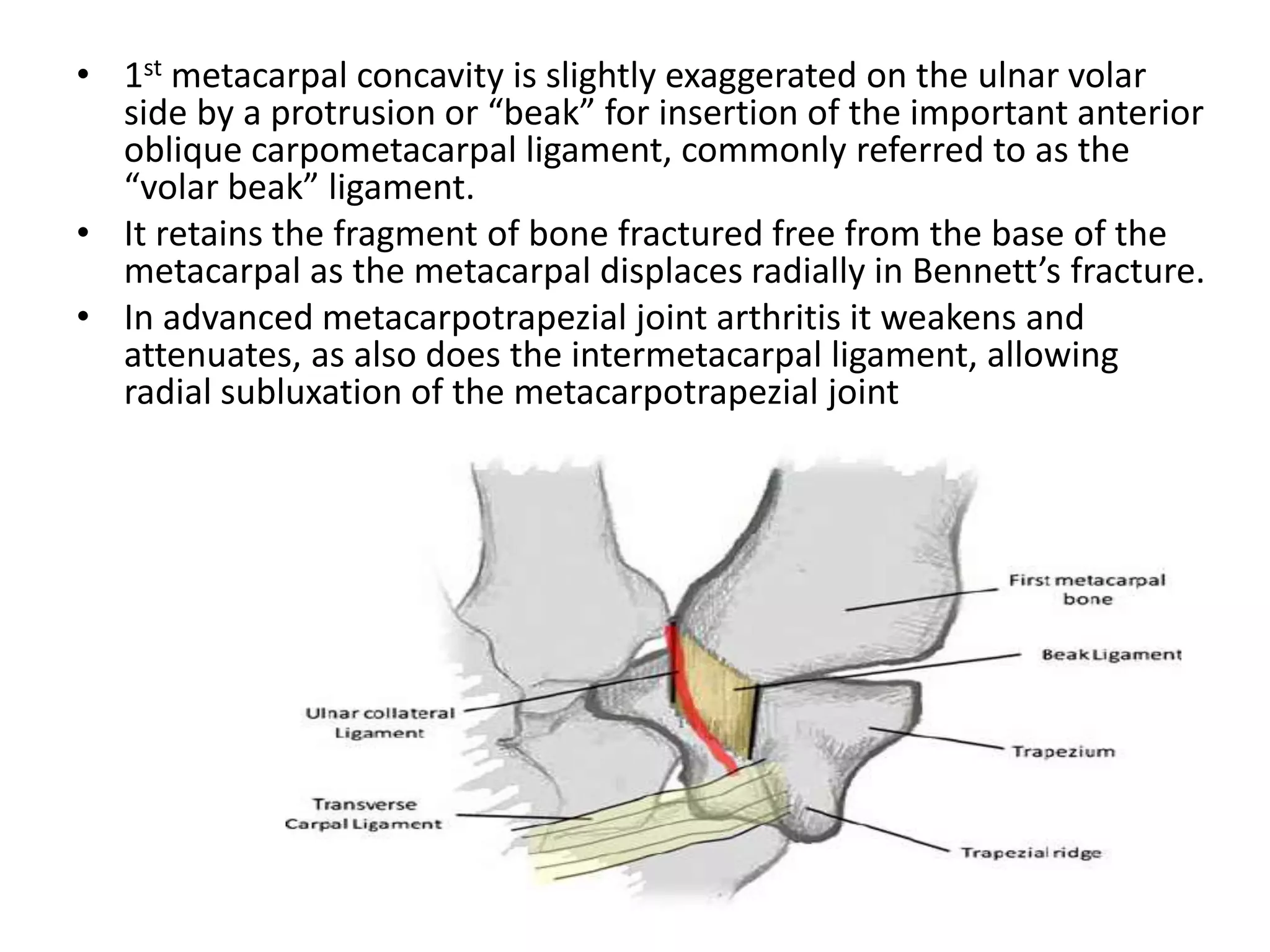 Anatomy and biomechanics of hand | PPTX