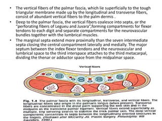 Anatomy and biomechanics of hand | PPTX