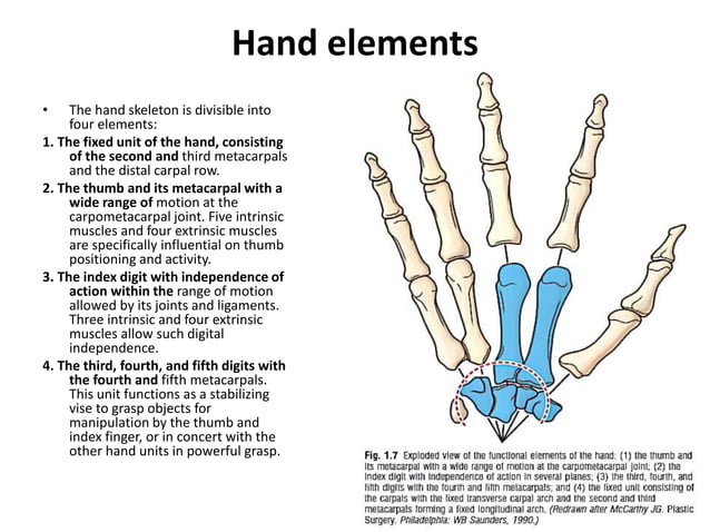 Anatomy and biomechanics of hand | PPTX | Death, Injury, or Military ...
