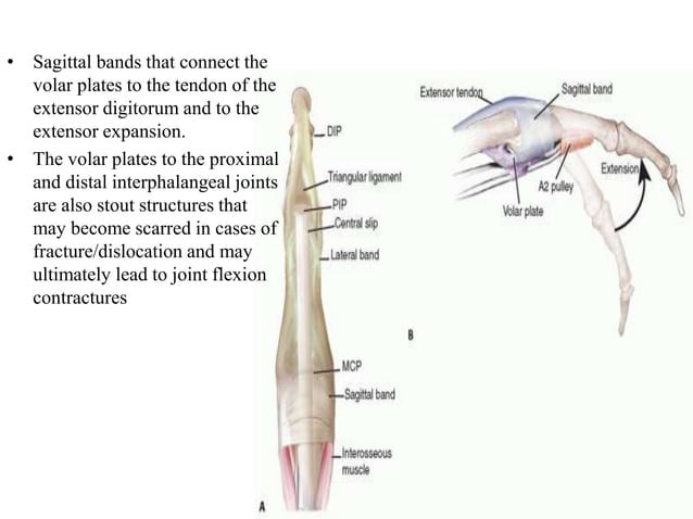 Anatomy and biomechanics of hand | PPTX | Death, Injury, or Military ...