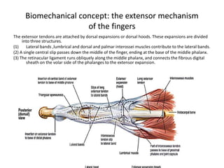 Anatomy and biomechanics of hand | PPTX