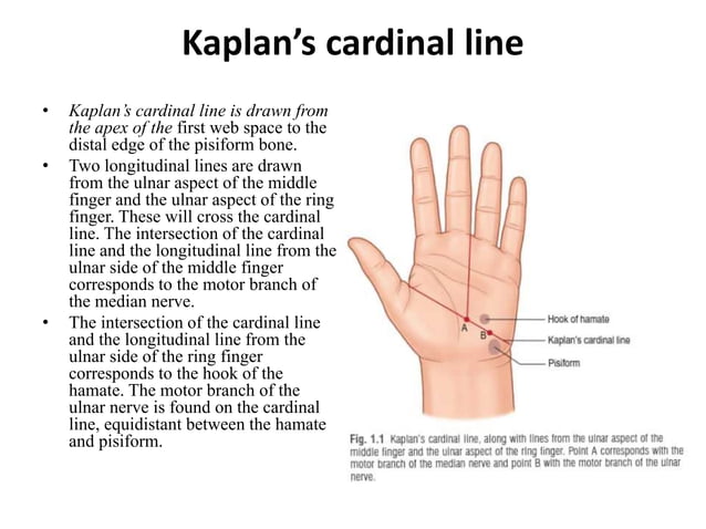 Anatomy and biomechanics of hand