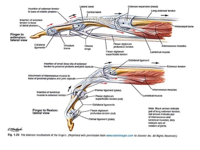 Anatomy and biomechanics of hand