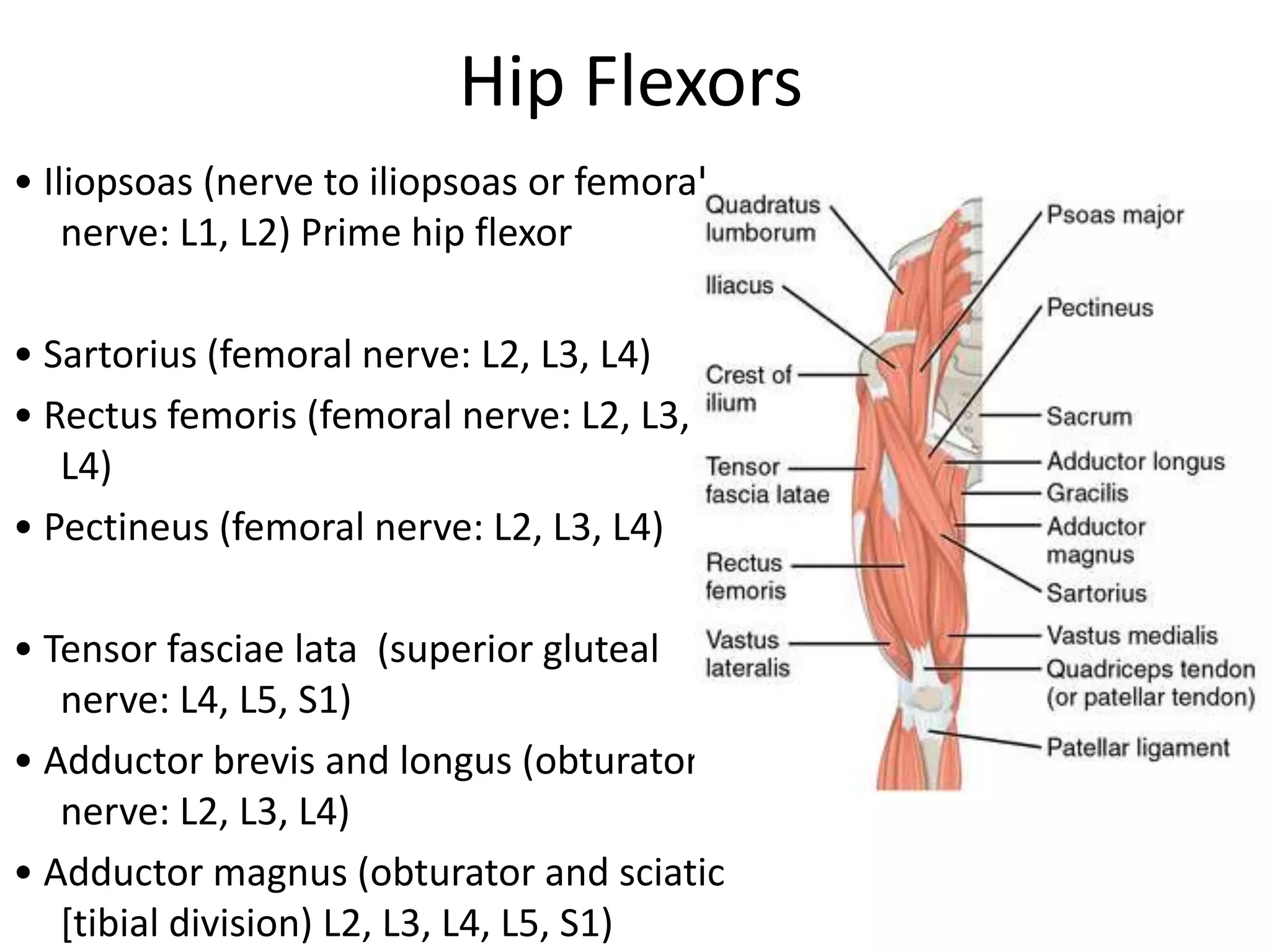 Anatomy and biomechanics of Hip joint | PPTX