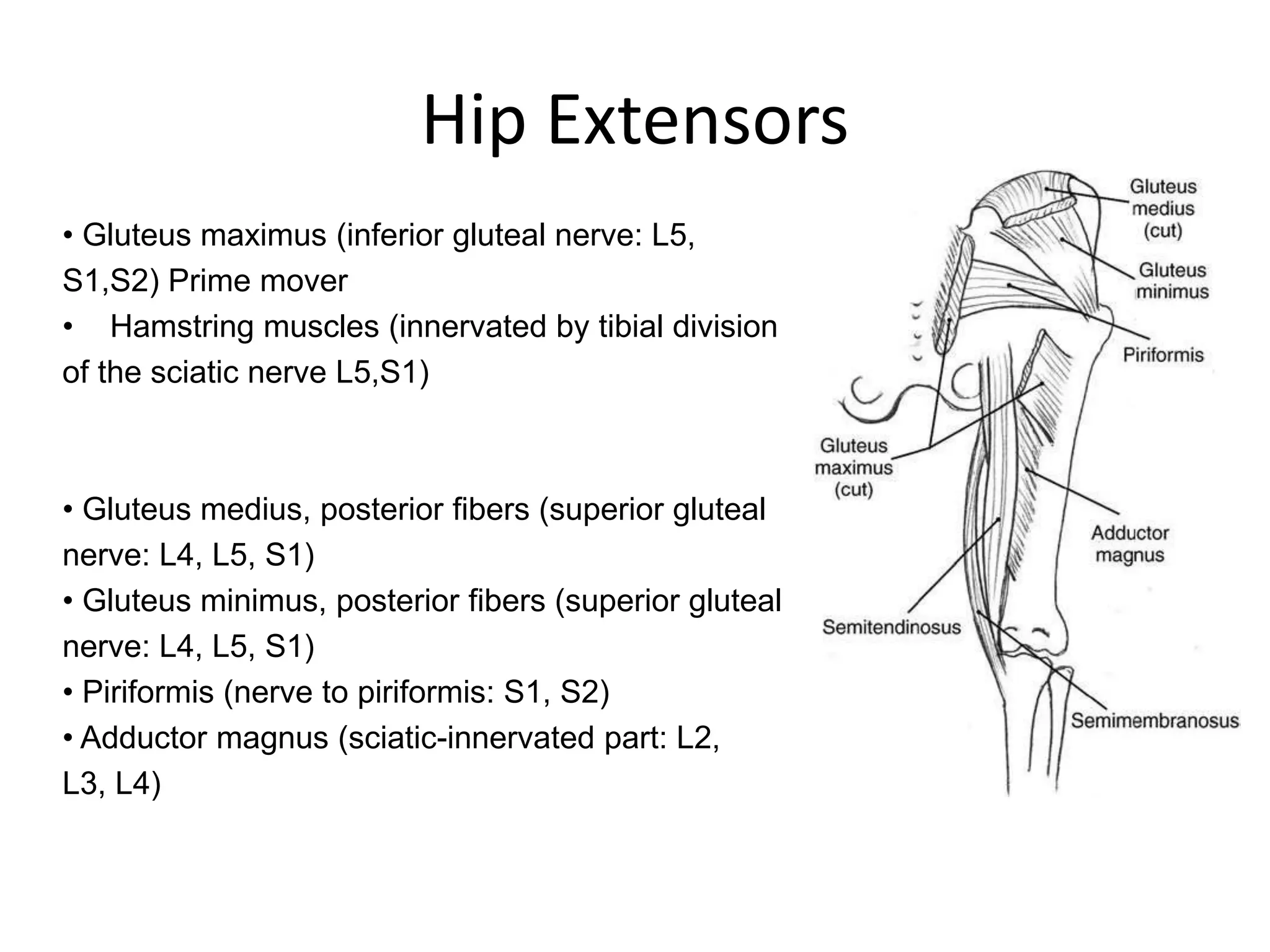 Anatomy and biomechanics of Hip joint | PPTX