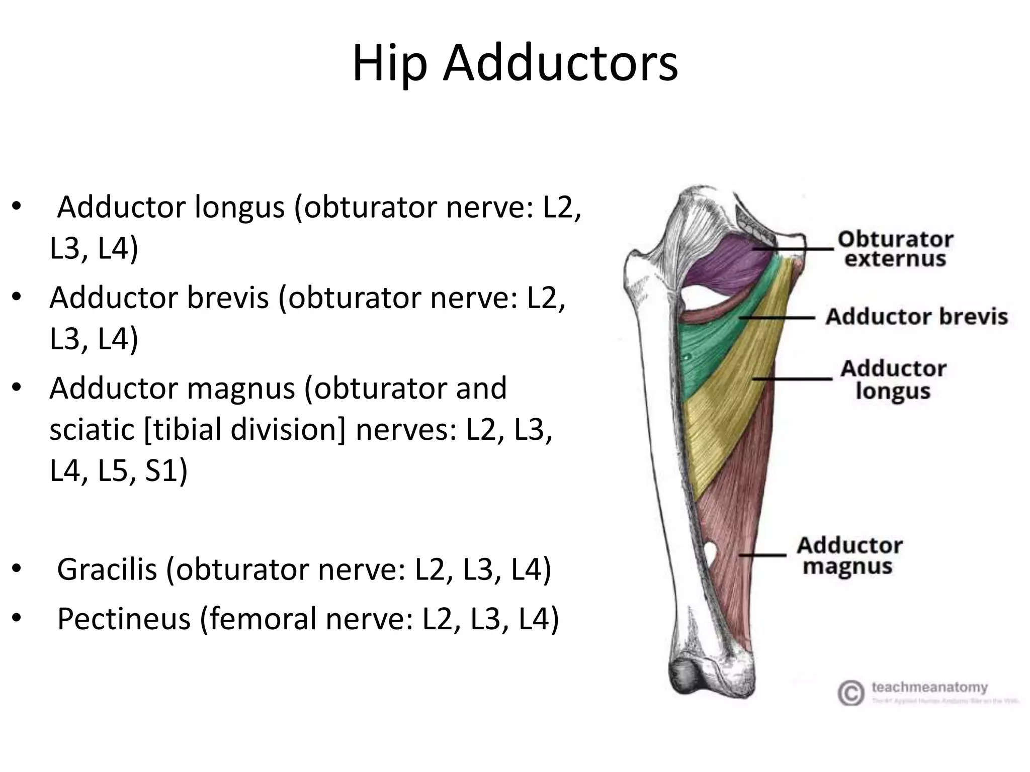 Anatomy and biomechanics of Hip joint | PPTX