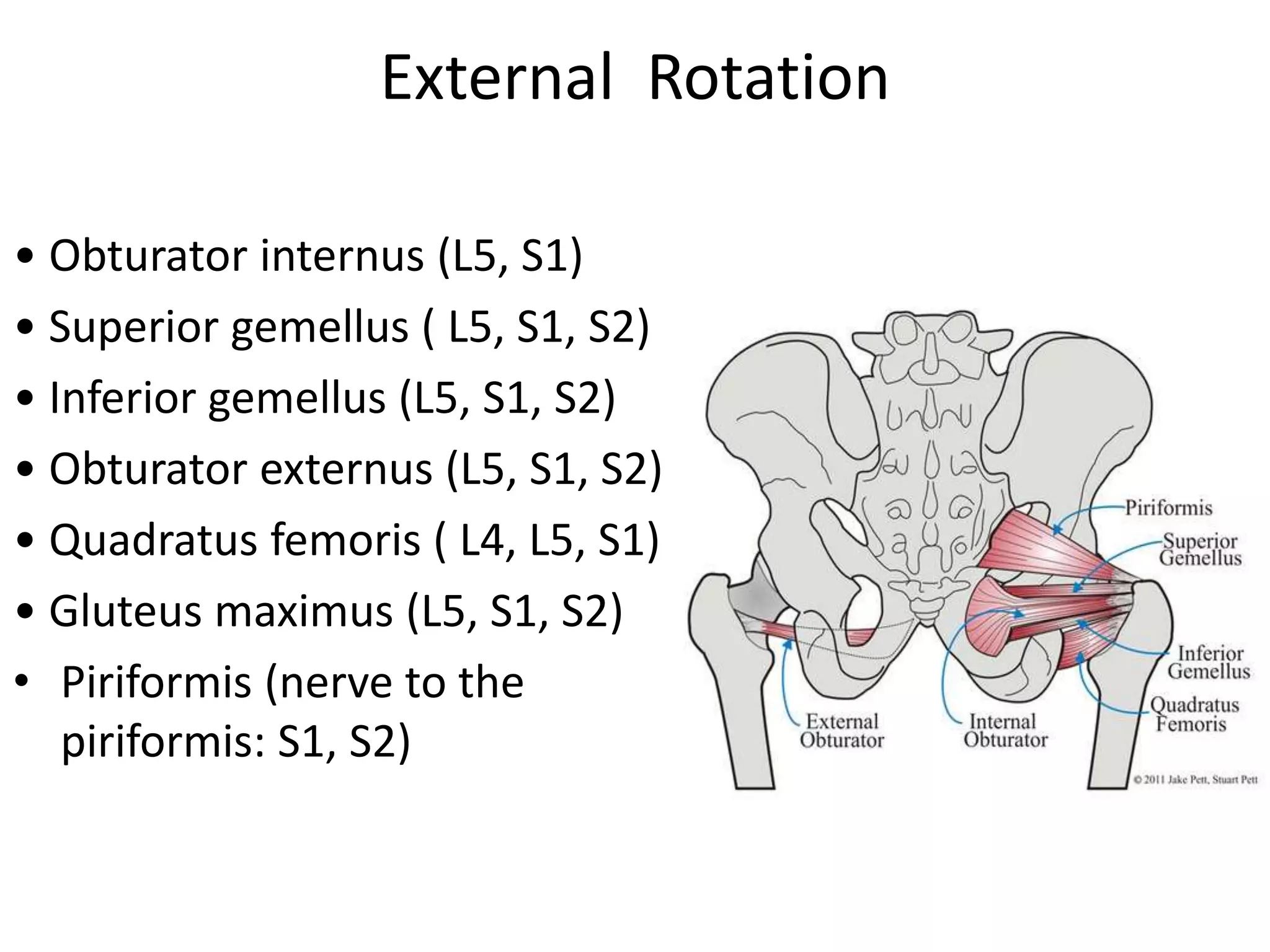 Anatomy and biomechanics of Hip joint | PPTX