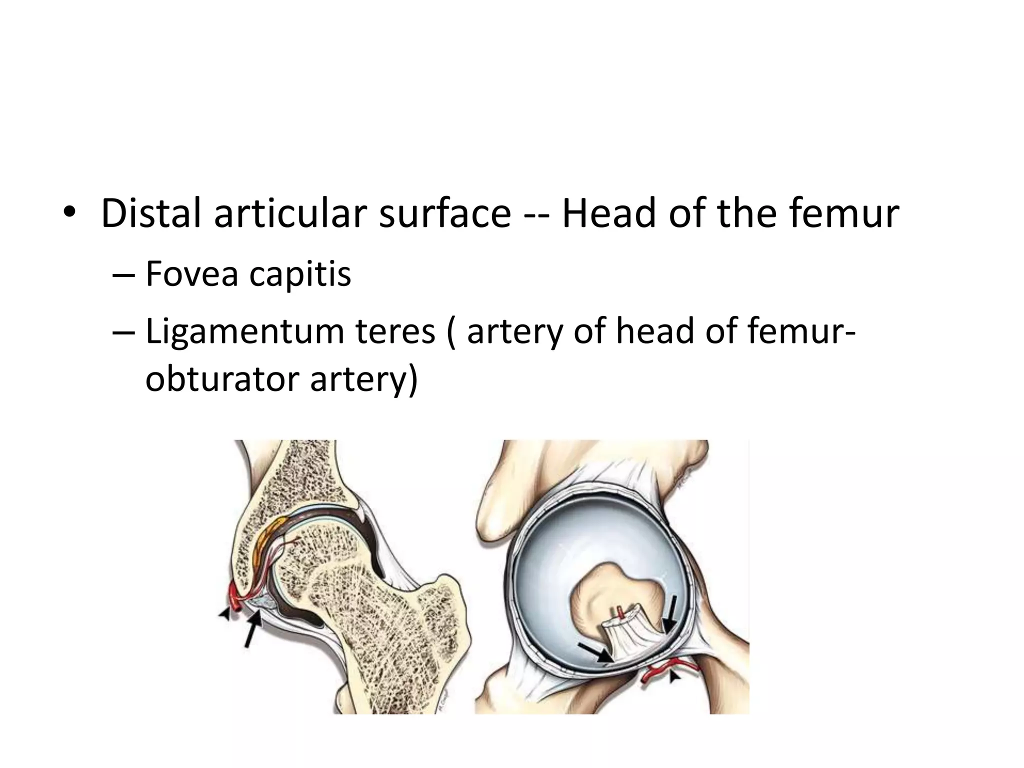 Anatomy and biomechanics of Hip joint | PPTX