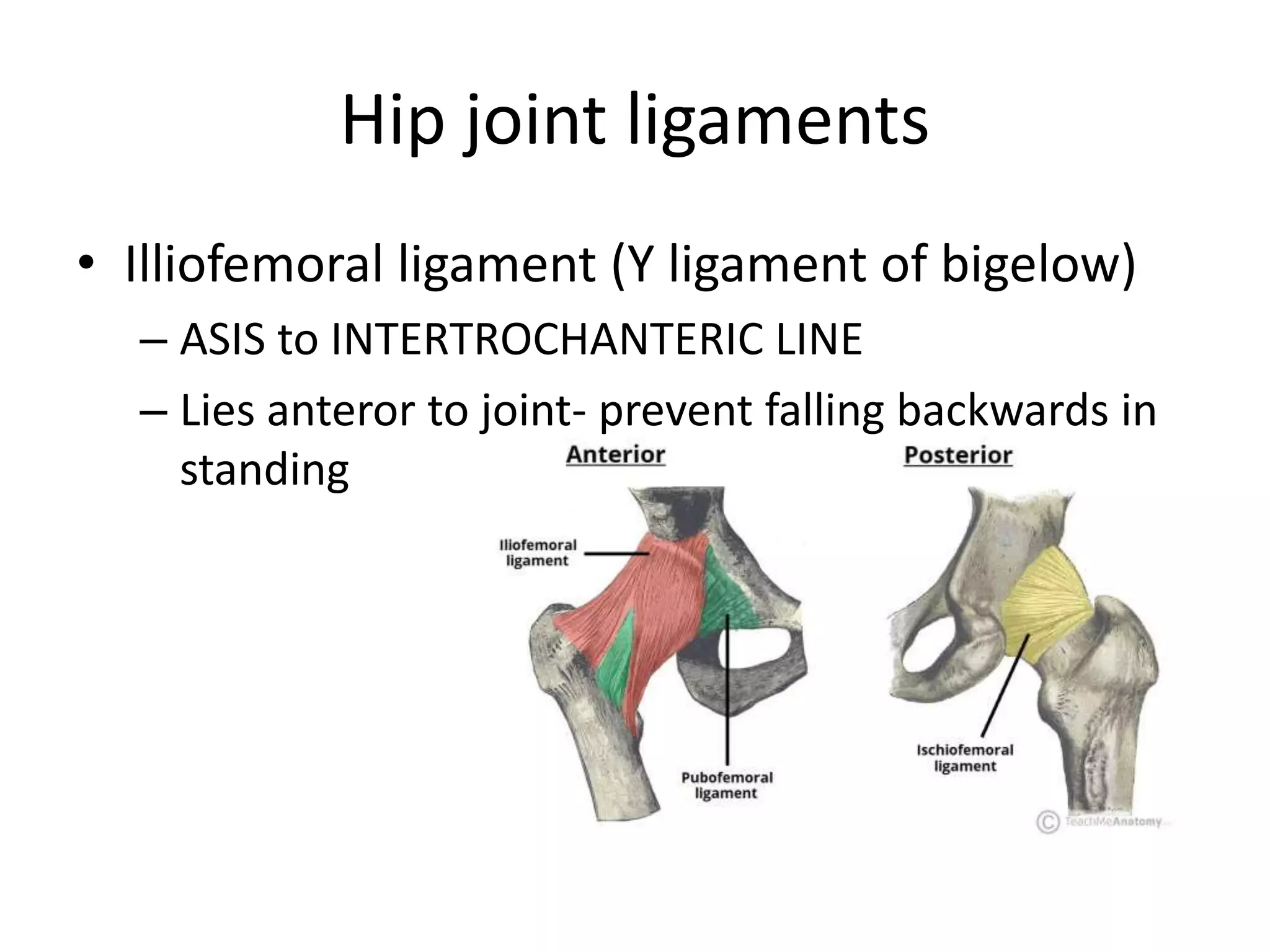 Anatomy and biomechanics of Hip joint | PPTX