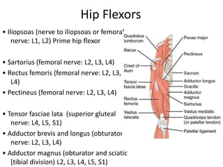 Anatomy and biomechanics of Hip joint | PPT