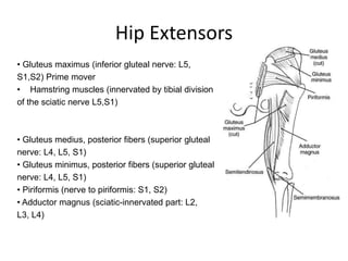 Anatomy and biomechanics of Hip joint | PPT