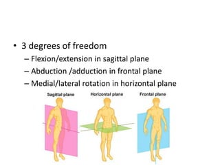 Anatomy and biomechanics of Hip joint | PPT