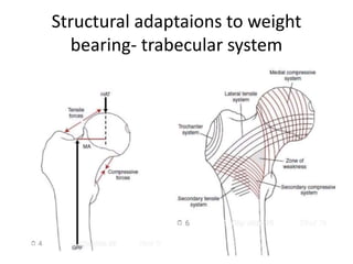 Anatomy and biomechanics of Hip joint | PPTX