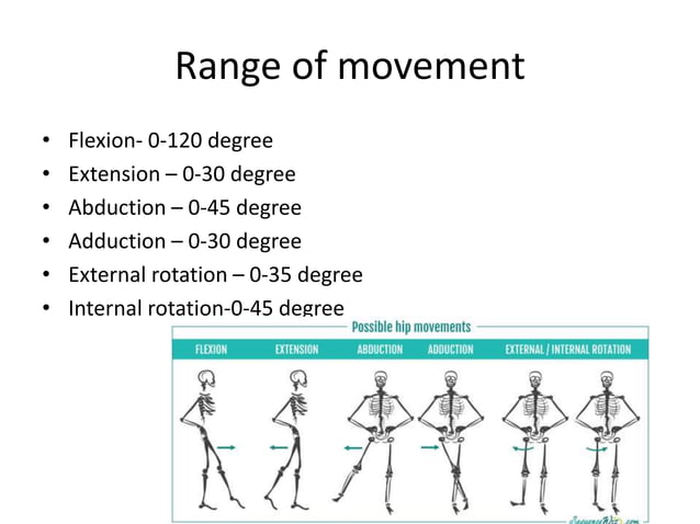 Anatomy and biomechanics of Hip joint | PPT