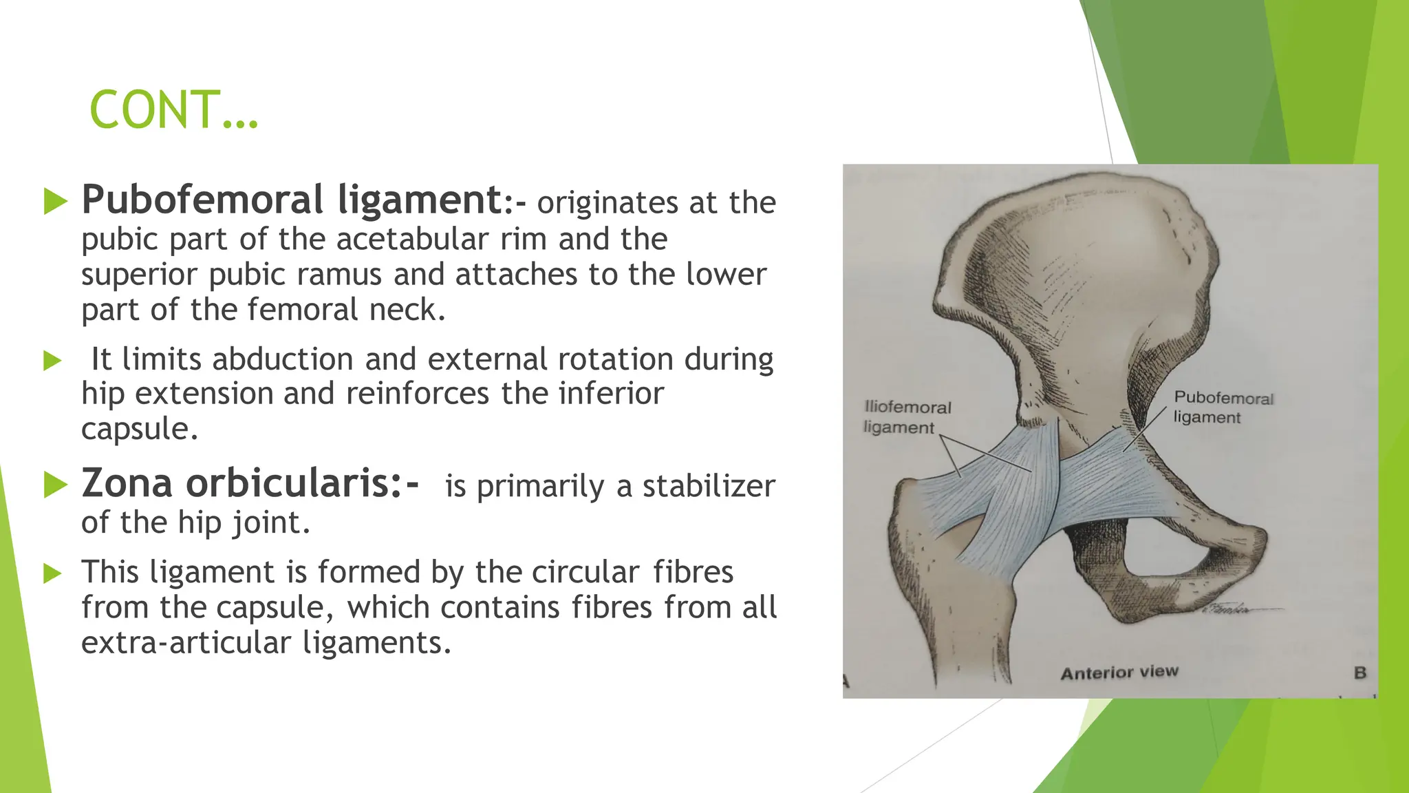 ANATOMY AND BIOMECHANICS OF HIP JOINT.pdf
